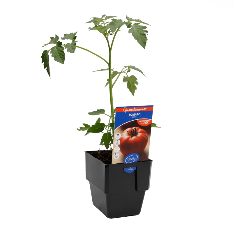 Oasis Horticulture | TOMATO BOSS GOURMET HARVEST 125MM POT