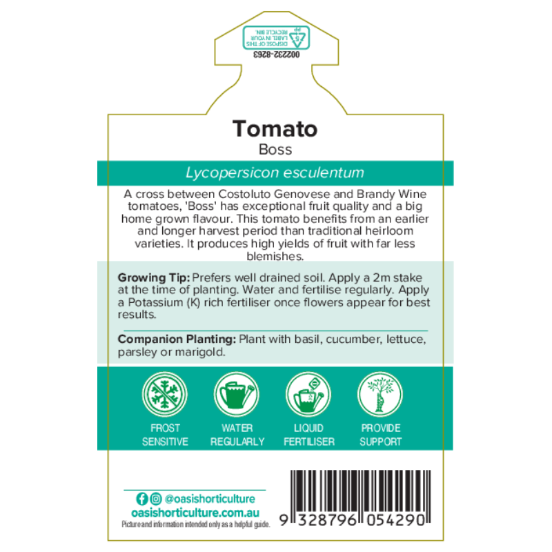 Oasis Horticulture | TOMATO BOSS GOURMET HARVEST 125MM POT