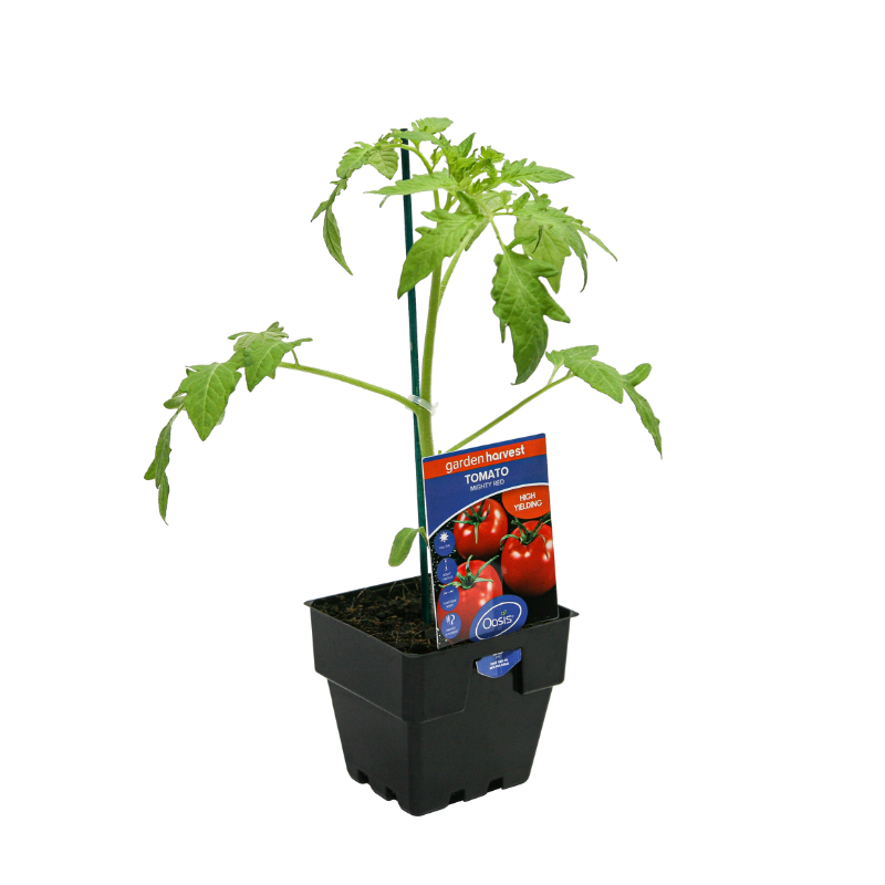 Oasis Horticulture | TOMATO MIGHTY RED GARDEN HARVEST 100MM POT