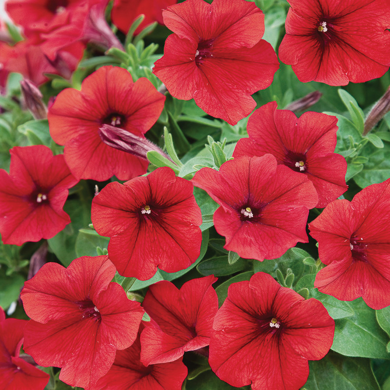 Oasis Horticulture Pty Ltd | Petunia Red