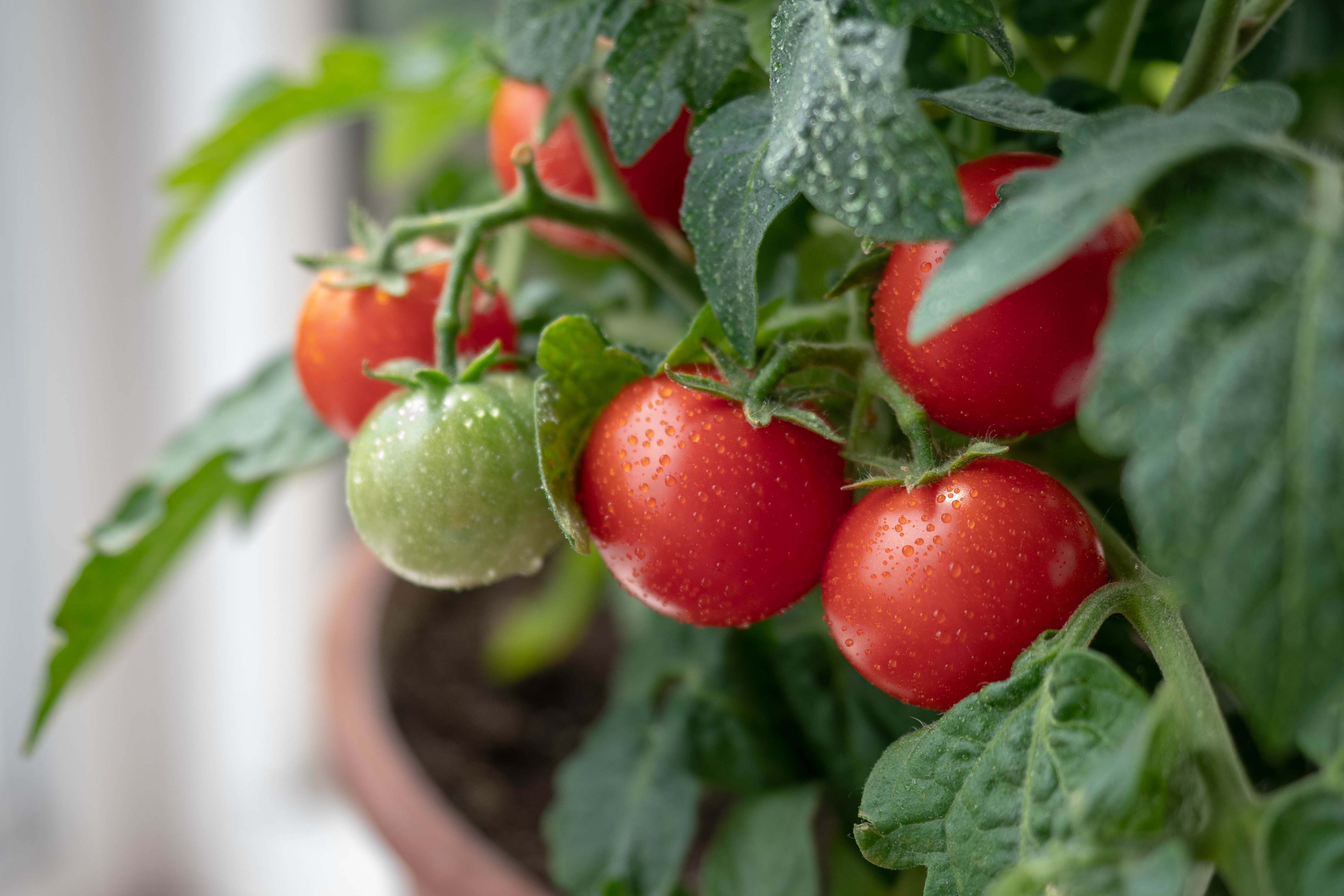 Oasis Horticulture Pty Ltd | TOMATO MIGHTY RED GARDEN HARVEST 100MM POT