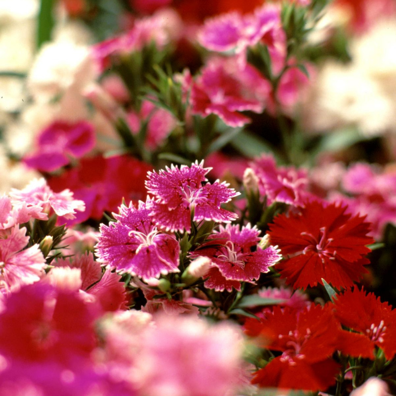 Oasis Horticulture | Potted Colour 100mm